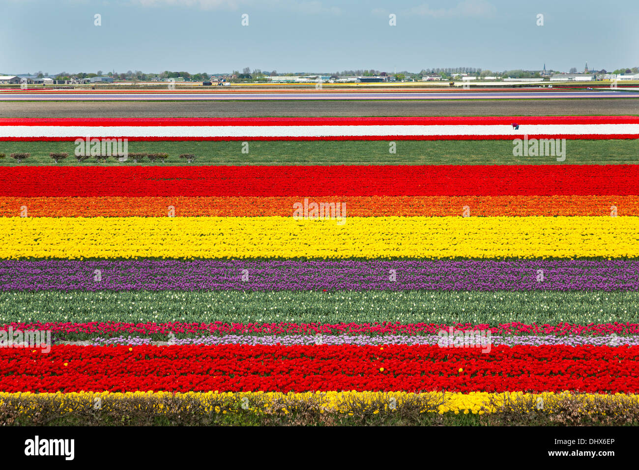 Netherlands, Lisse, Tulip fields. High angle view from Keukenhof ...