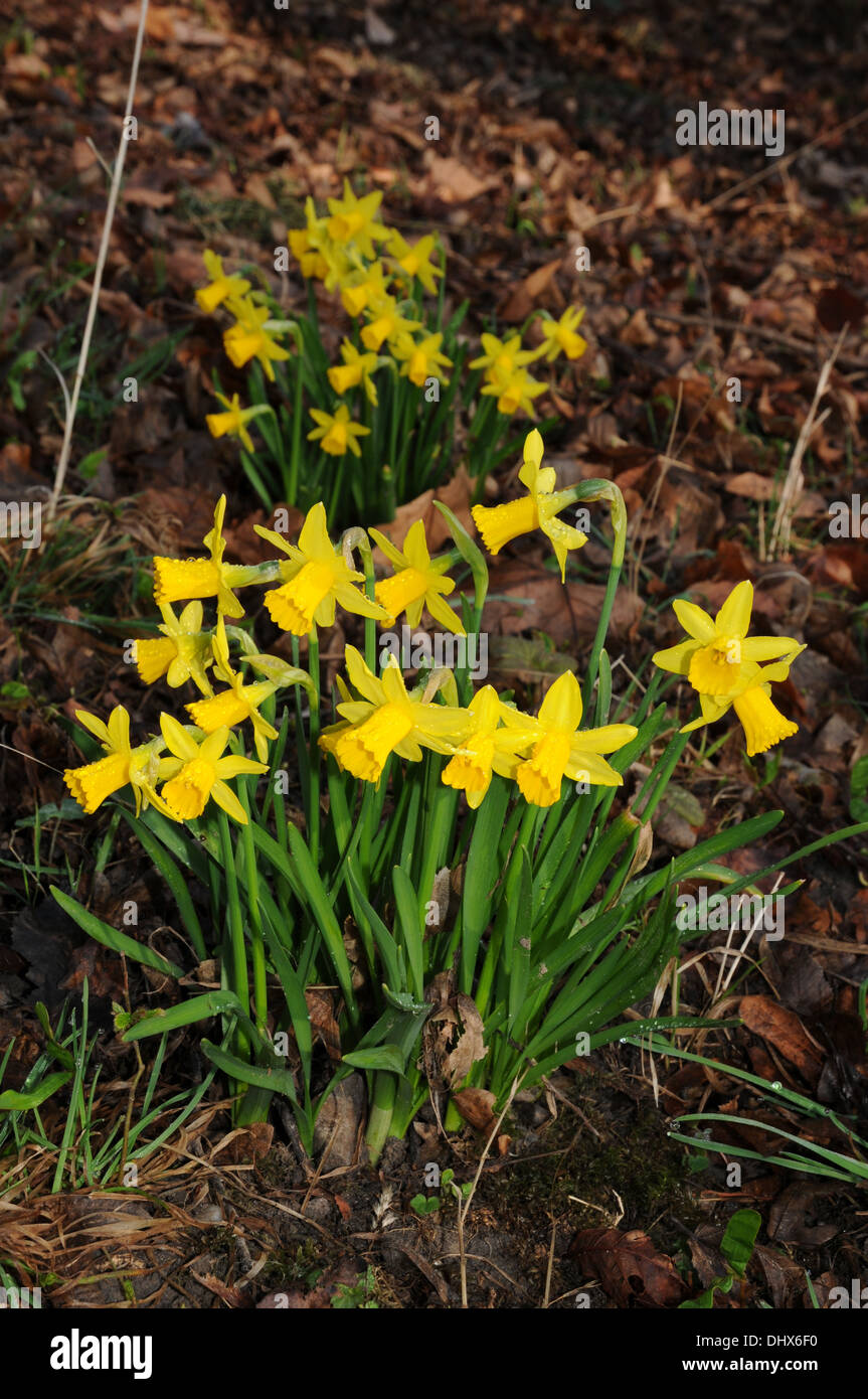 Dwarf Daffodils High Resolution Stock Photography and Images - Alamy