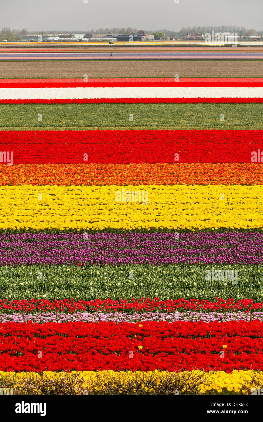 Netherlands, Lisse, Tulip fields. High angle view from Keukenhof ...