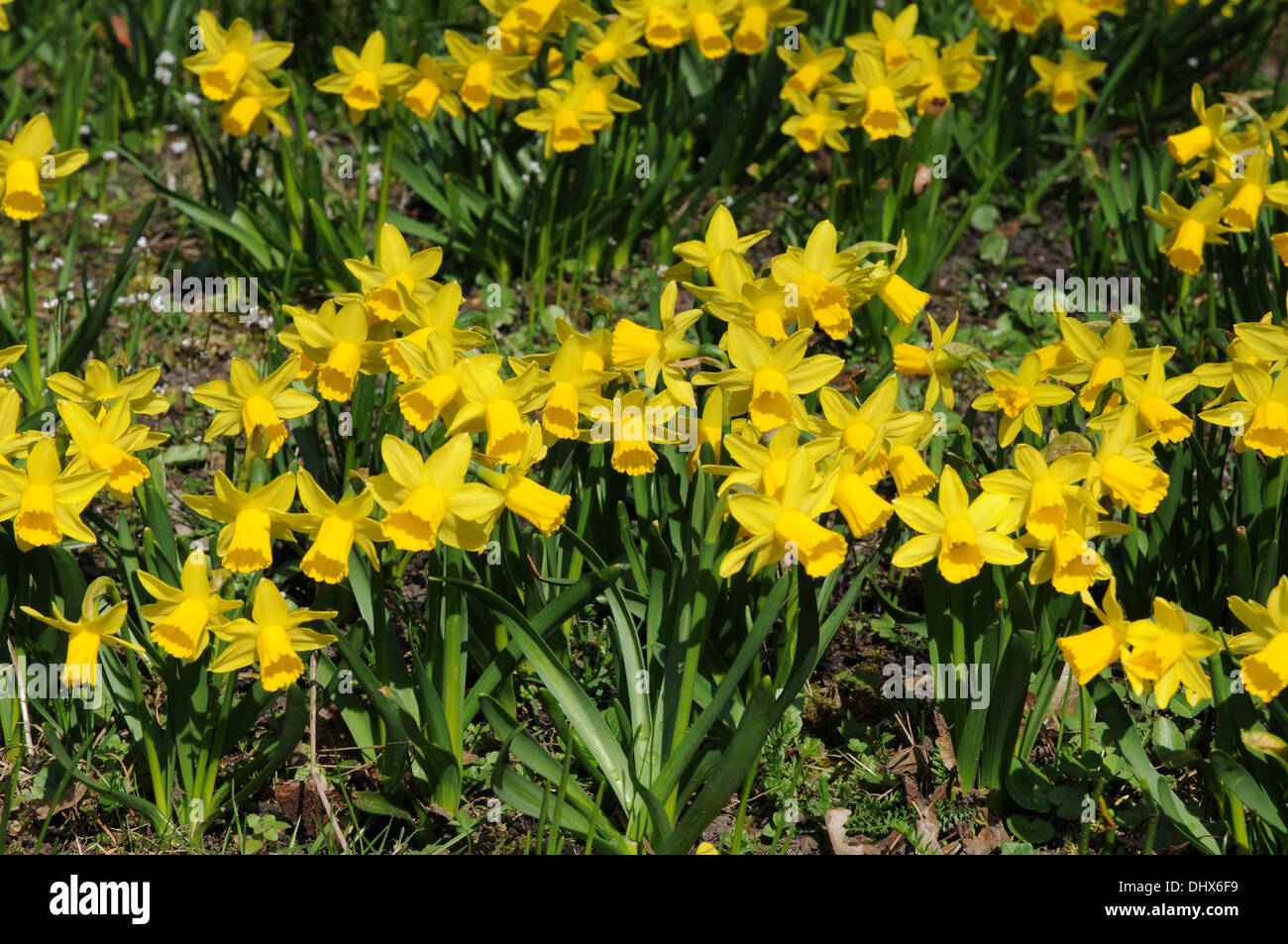 Dwarf Daffodils High Resolution Stock Photography and Images - Alamy