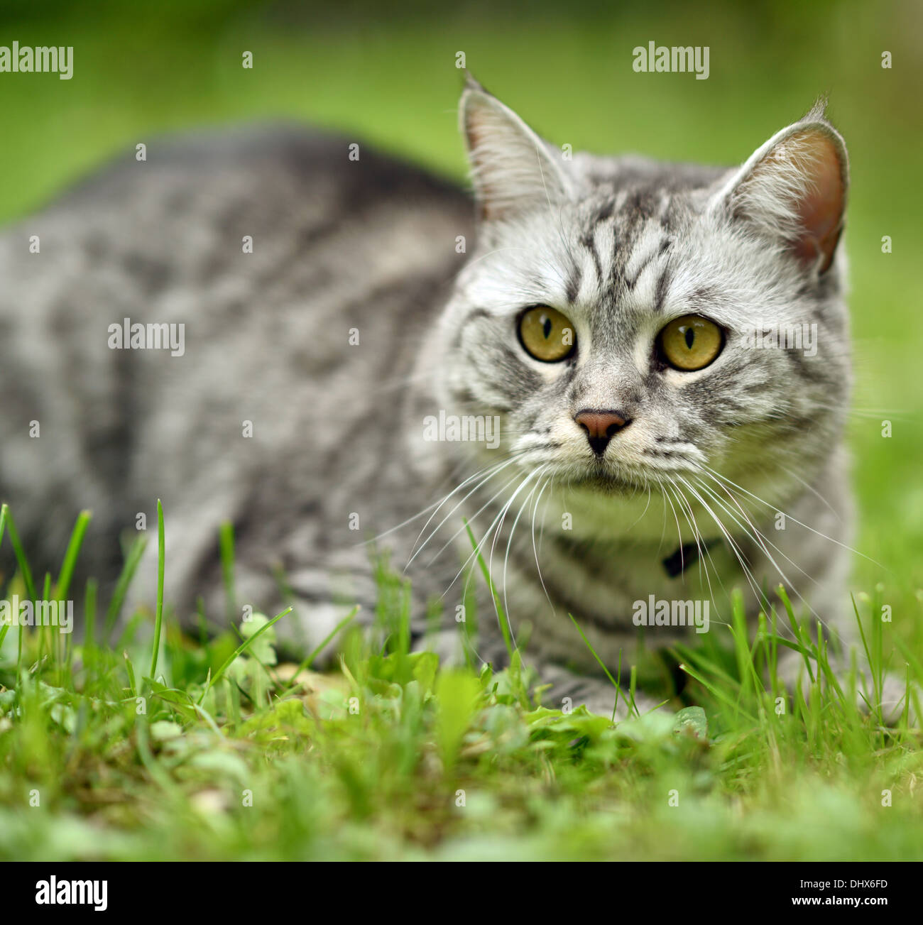 Beautiful fury cat portrait Stock Photo - Alamy