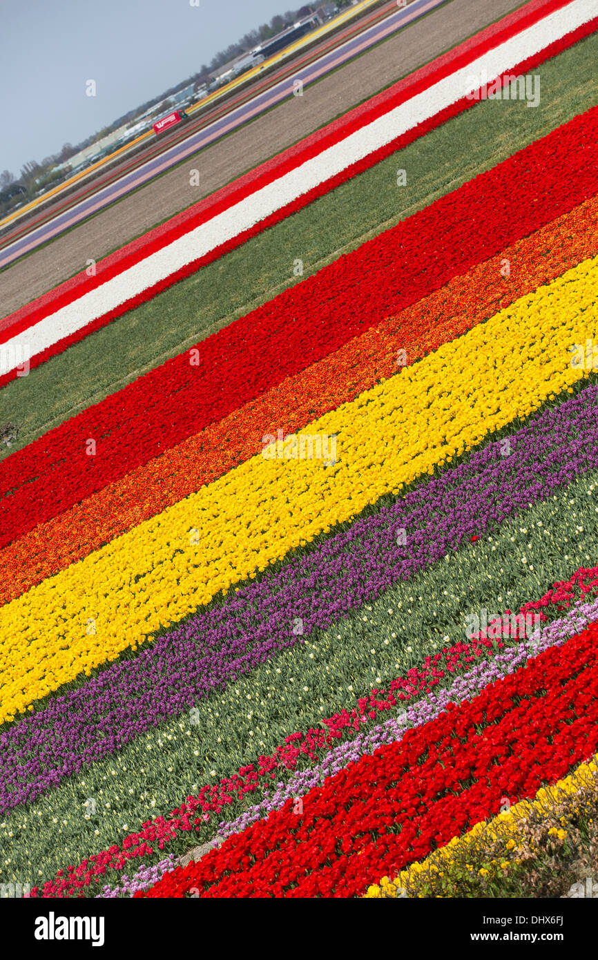 Netherlands, Lisse, Tulip fields. High angle view from Keukenhof ...