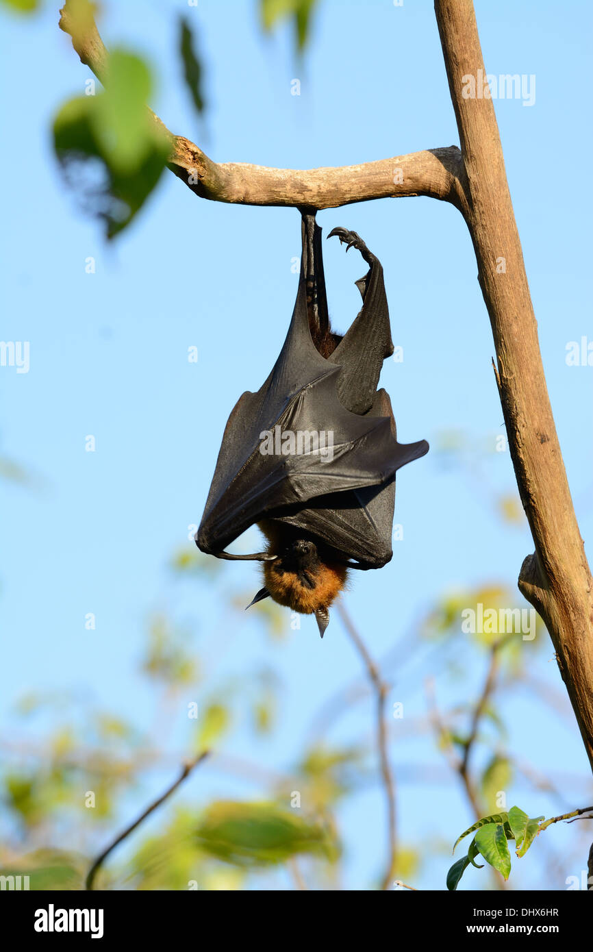 Bat sleeping tree hi-res stock photography and images - Alamy