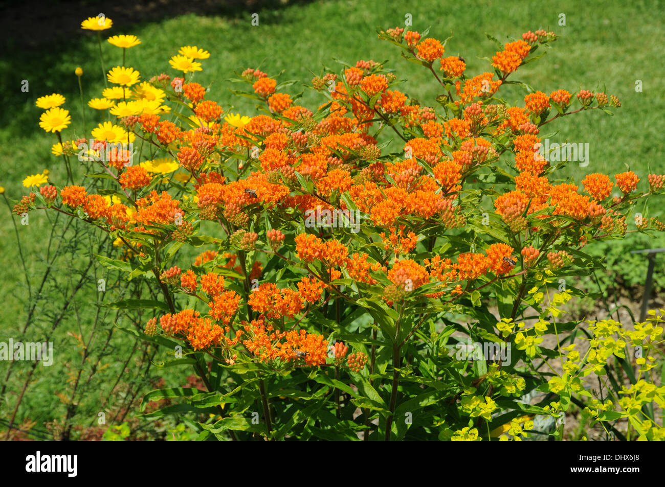 Butterfly weed hi-res stock photography and images - Alamy