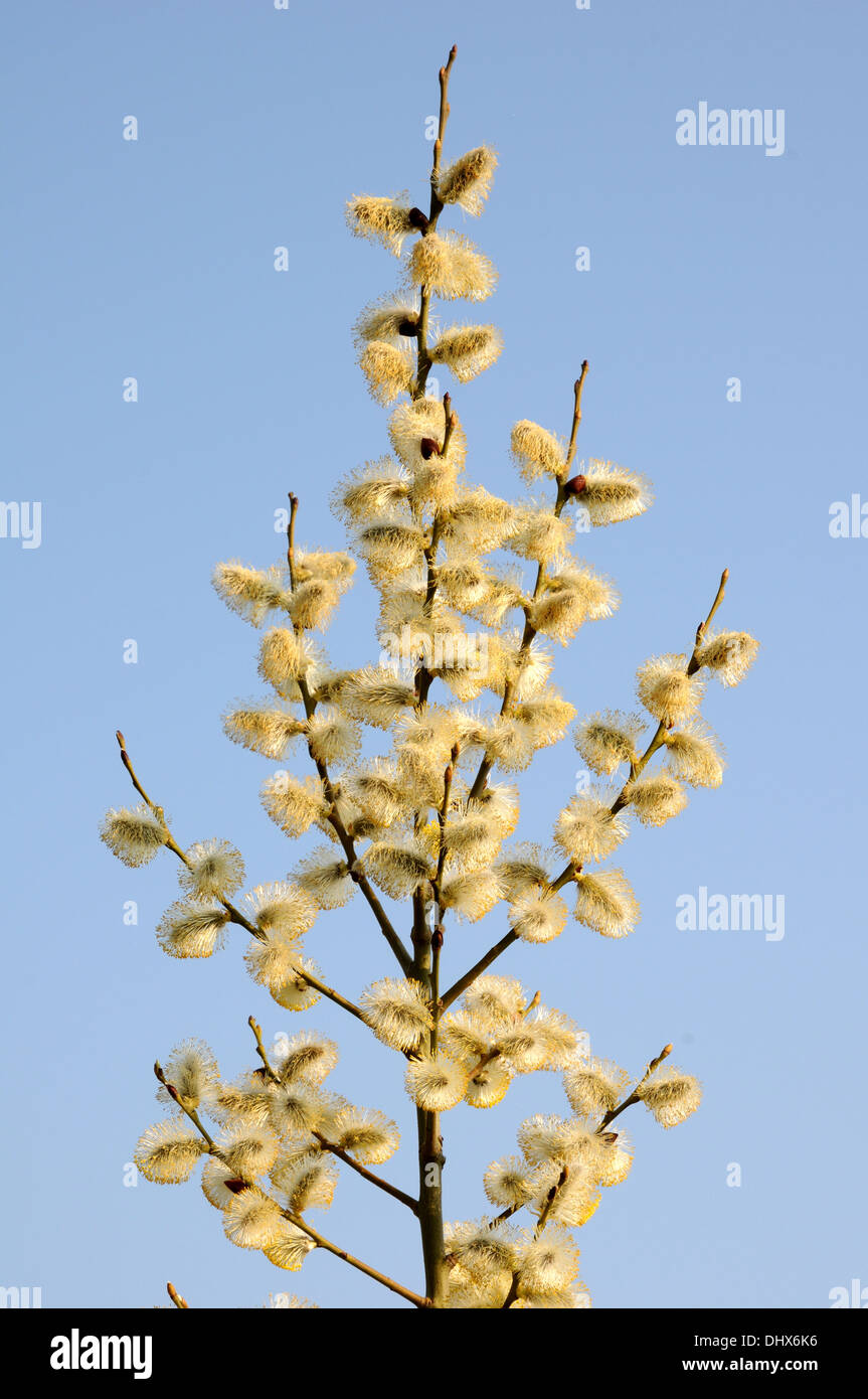 Goat Willows High Resolution Stock Photography and Images - Alamy