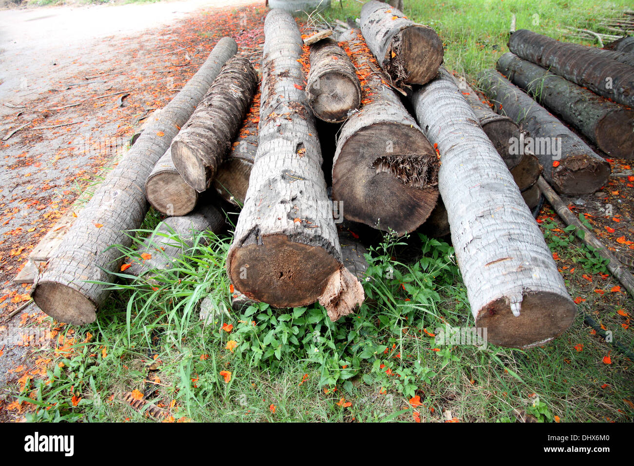 The Coconut Timber stack together Stock Photo - Alamy