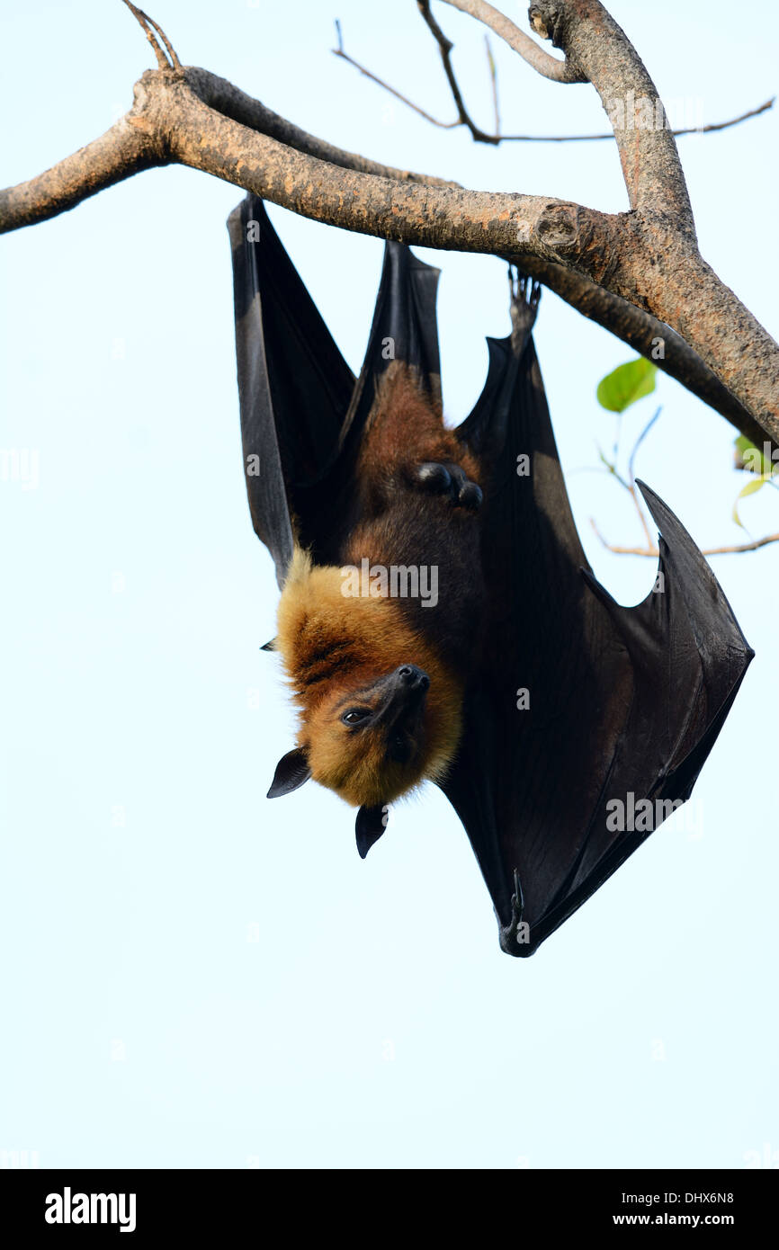 Sleeping bat tree hi-res stock photography and images - Alamy