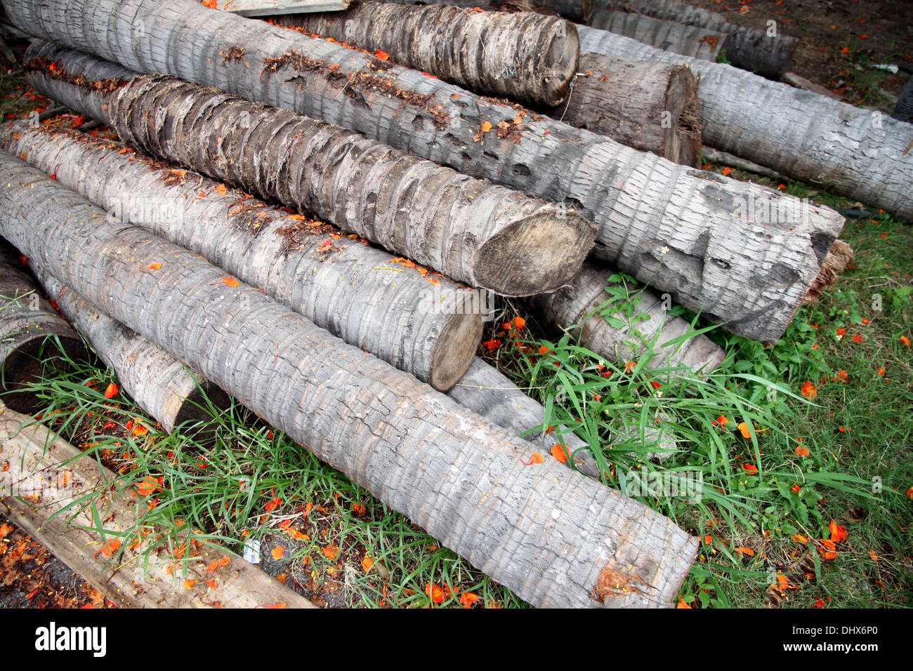 The Coconut Timber stack together Stock Photo - Alamy