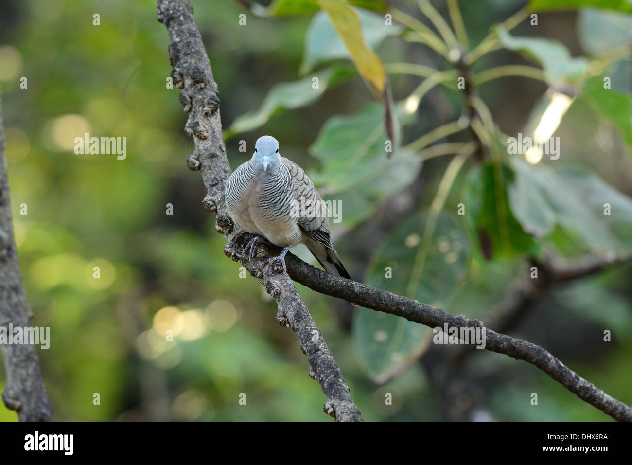 The zebra dove geopelia striata hi-res stock photography and images - Alamy