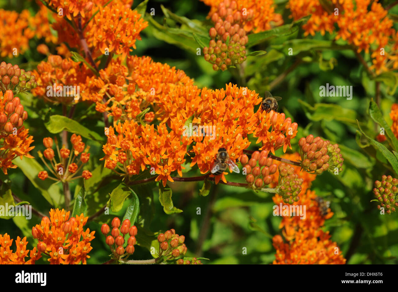 Butterfly weed hi-res stock photography and images - Alamy