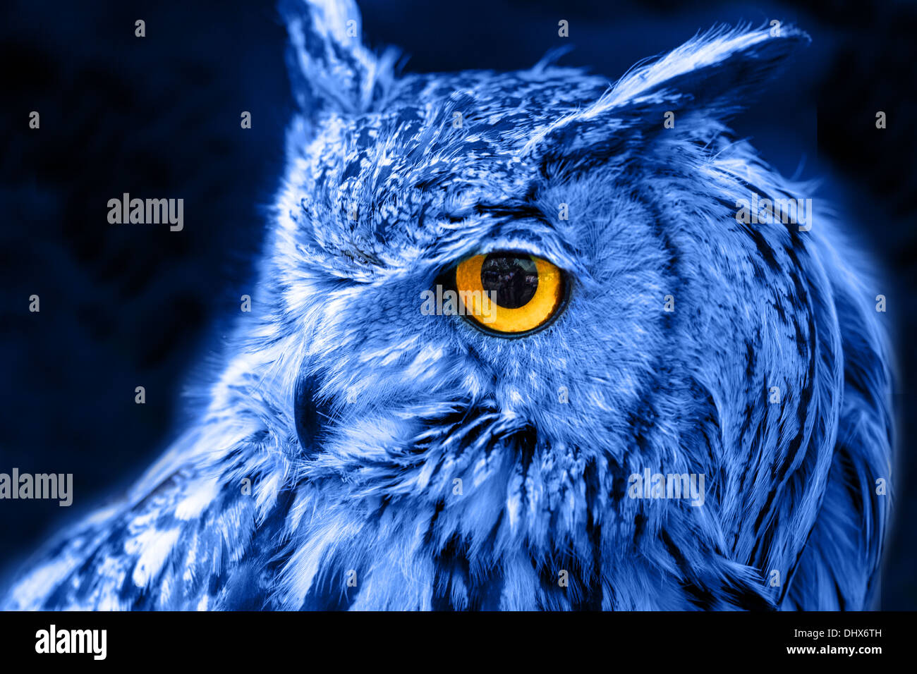 Animal portrait birds eye view hi-res stock photography and images - Alamy