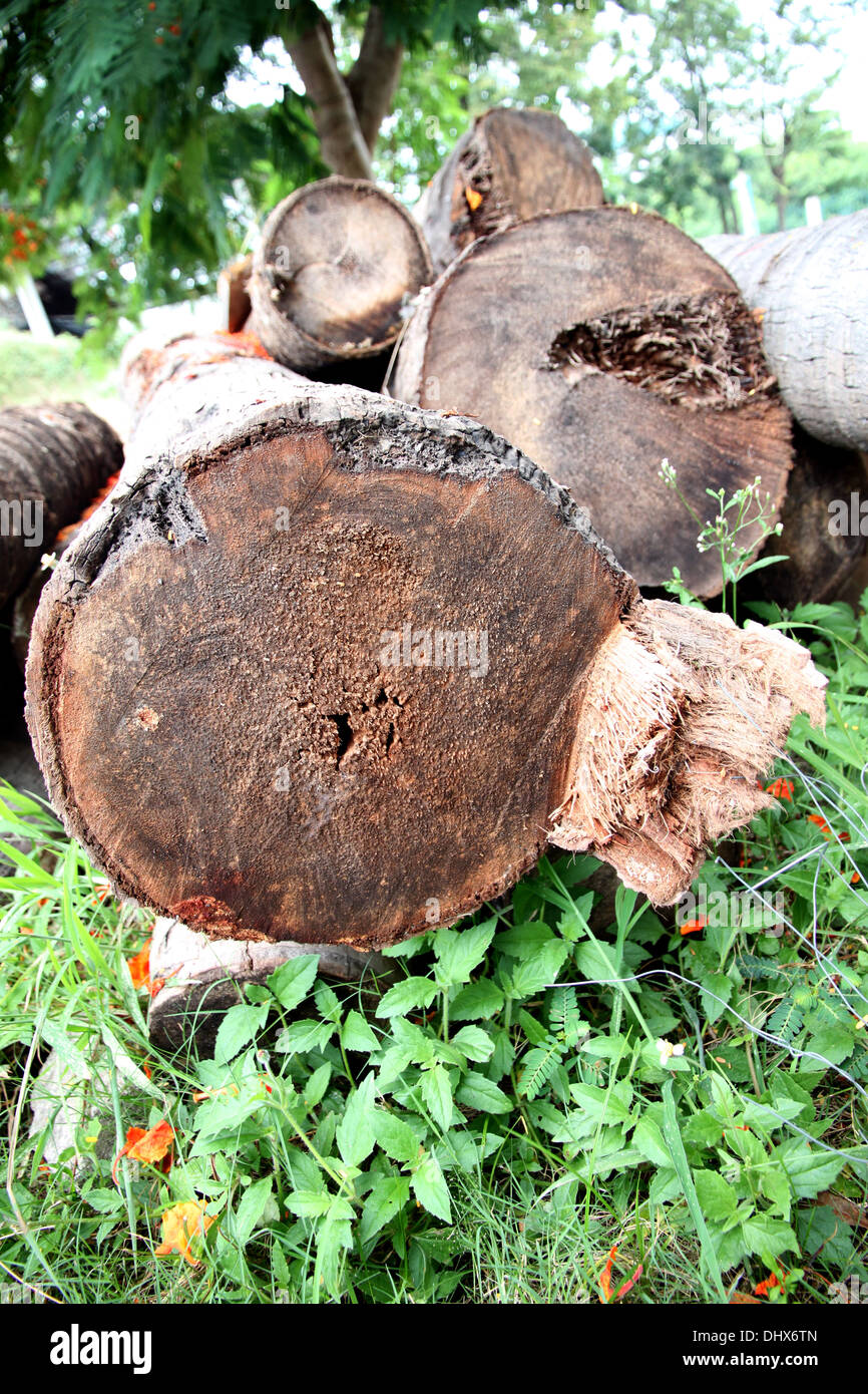 Focus The Front of the Coconut Timber Stock Photo - Alamy