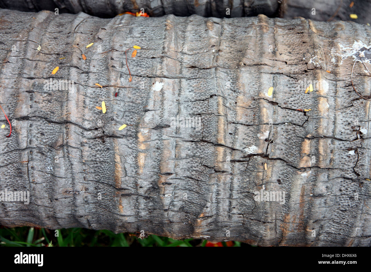 Coconut tree as a background hi-res stock photography and images - Alamy