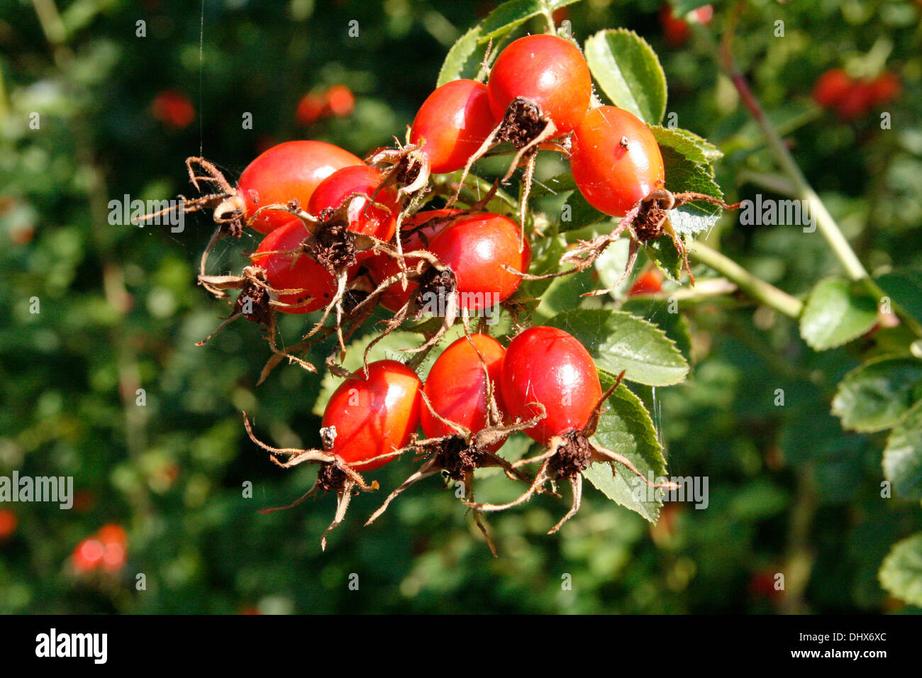 Rose Hips Great Witley Worcestershire England UK Stock Photo - Alamy