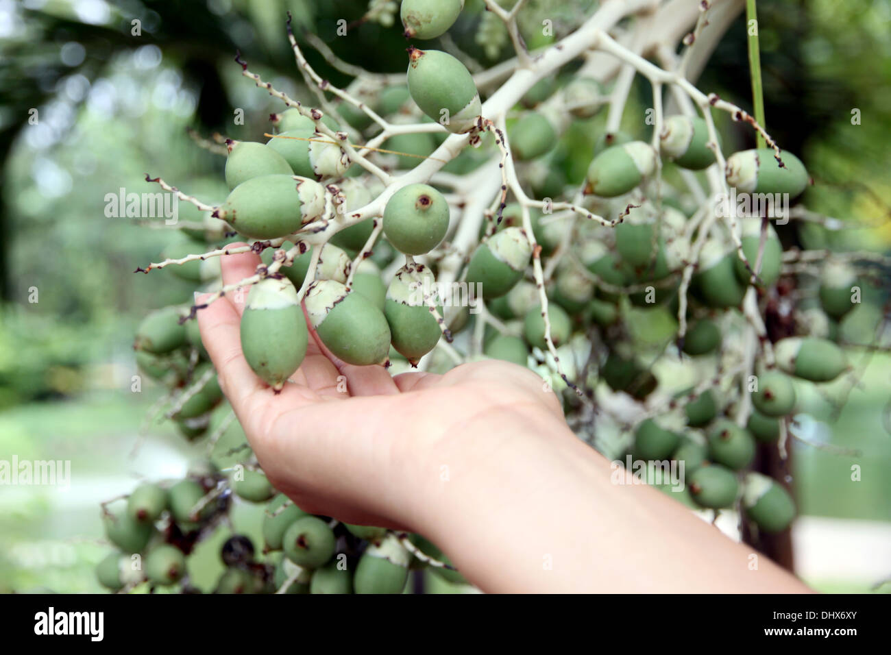 The Fruit of the palms that is not yet ripe on hand Stock Photo - Alamy