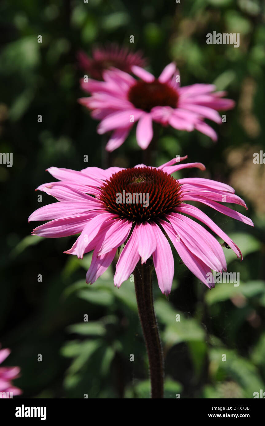 Echinacea purpurea merlot hi-res stock photography and images - Alamy
