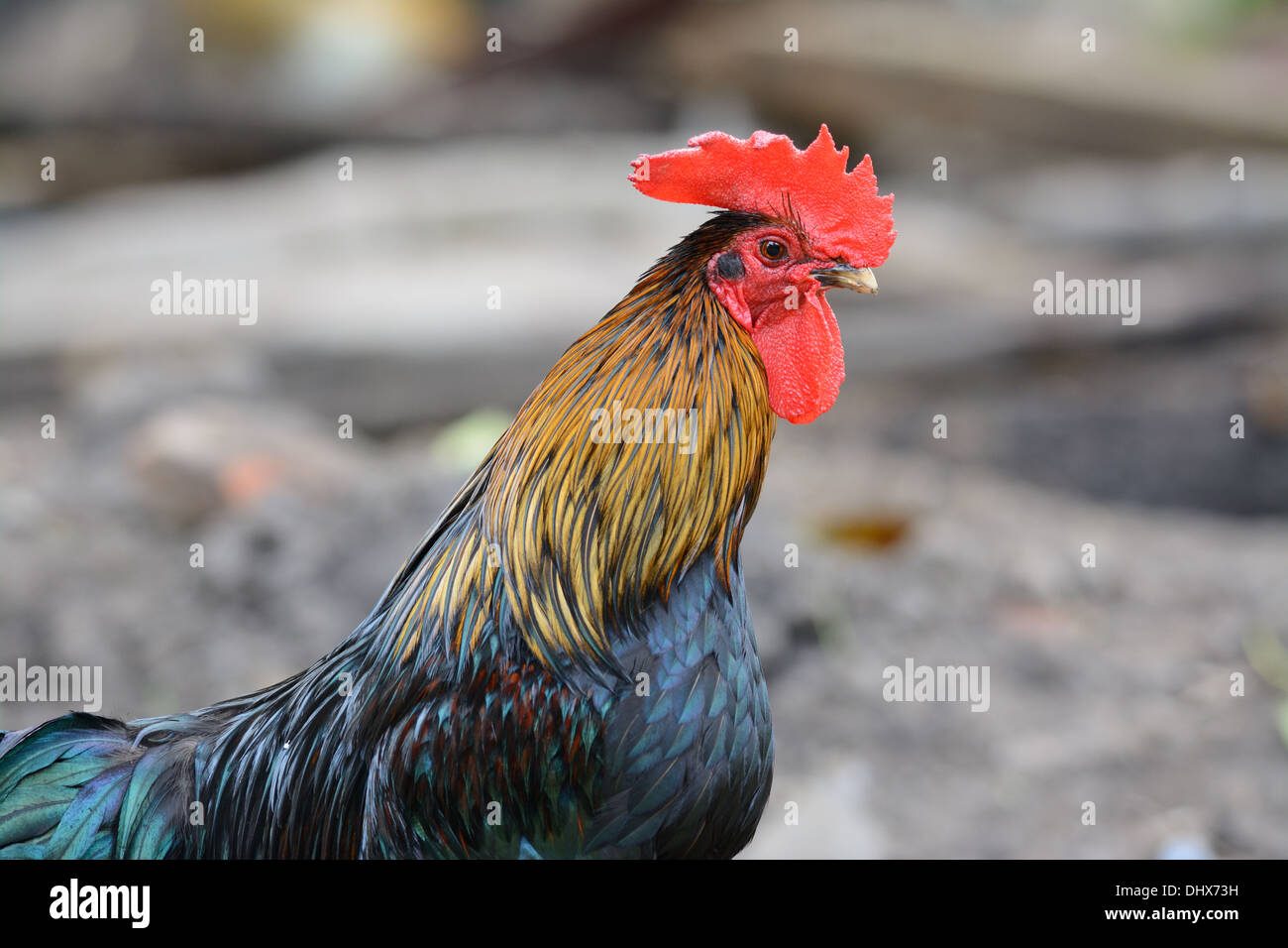 beautiful male Thai native rooster Stock Photo - Alamy