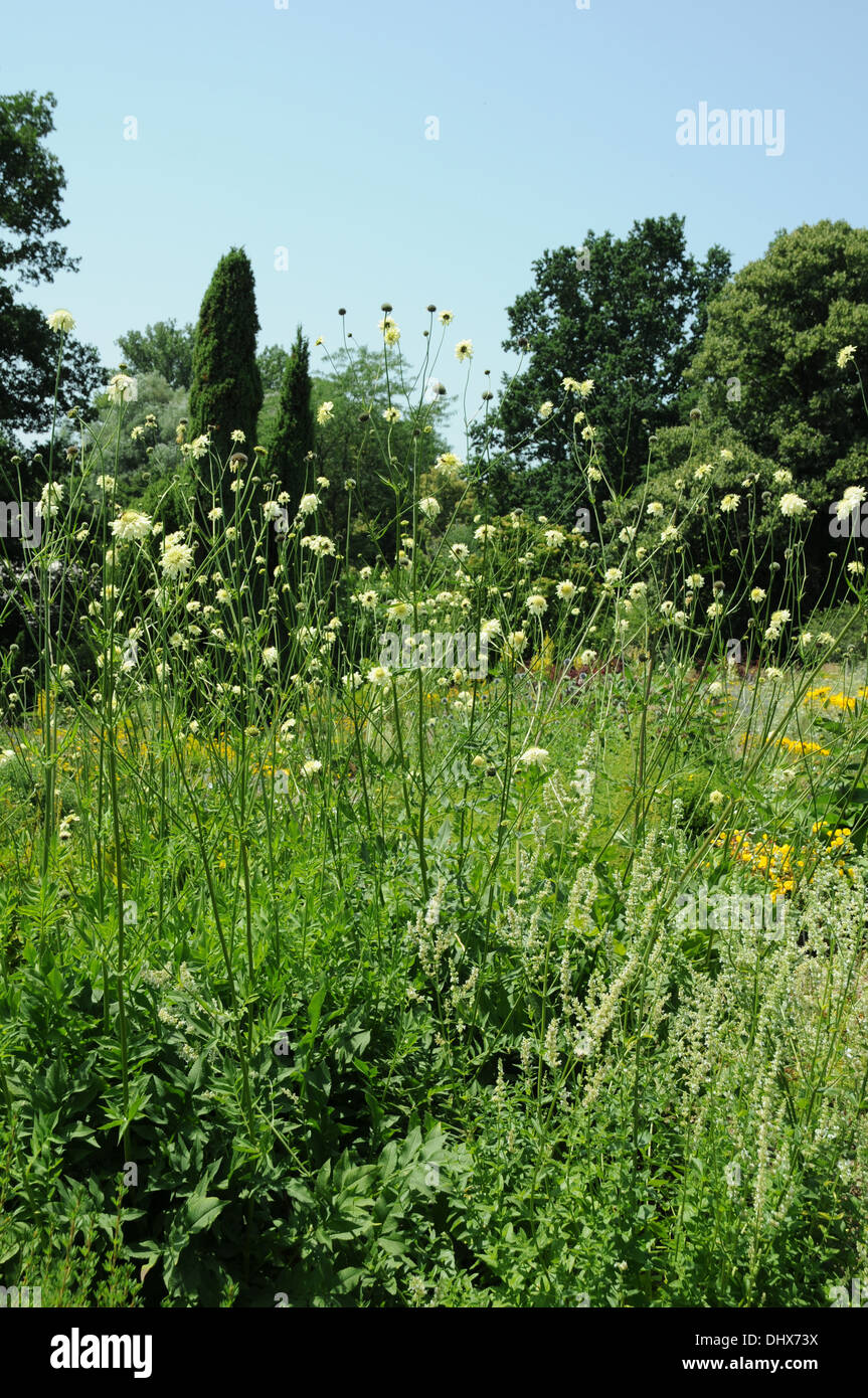 Tatarian cephalaria hi-res stock photography and images - Alamy