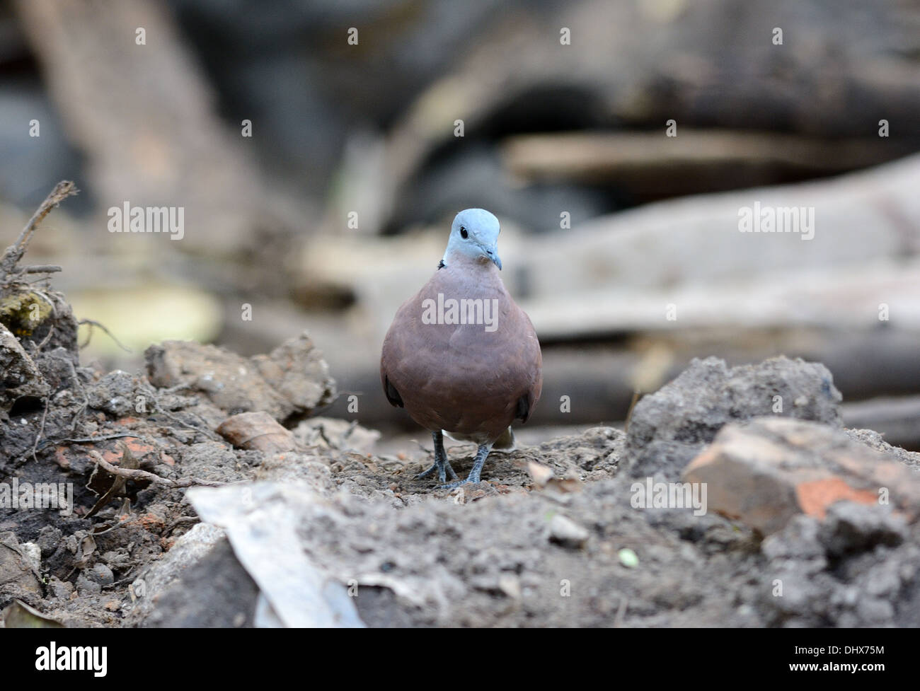 beautiful male Red Turtle-Dove (Streptopelia tranquebarica) on the ...