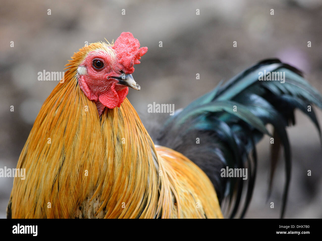 beautiful male Thai native rooster Stock Photo - Alamy
