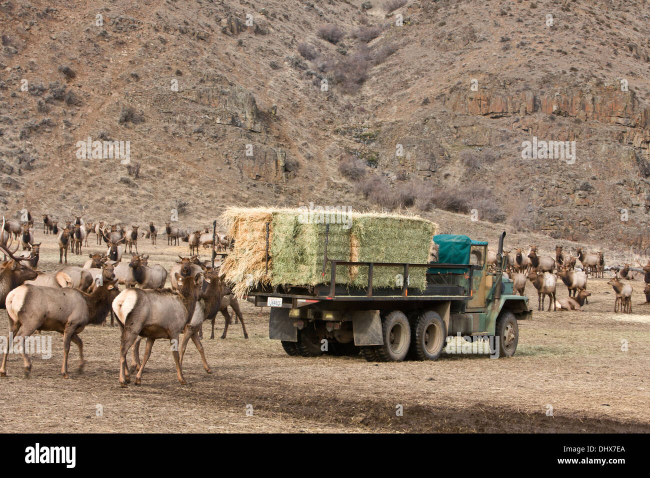 Elk feed truck elks cervuss canadensis hi-res stock photography and ...