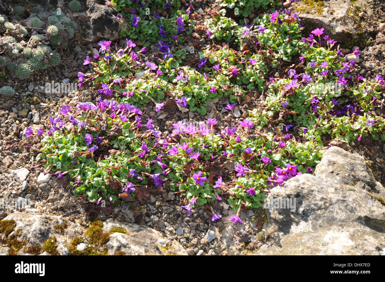 Juliana flowers hi-res stock photography and images - Alamy