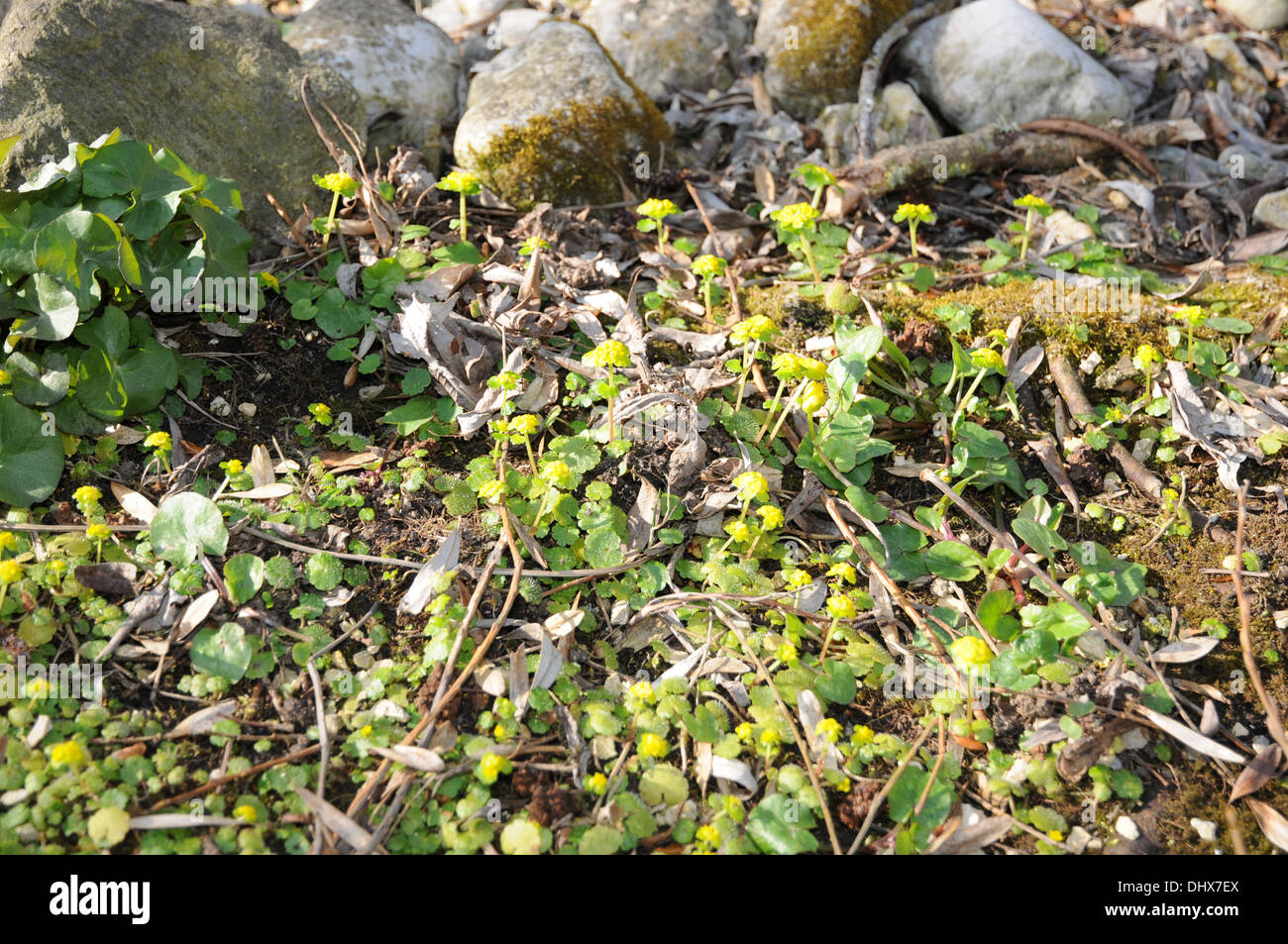 Opposite-Leaved Golden Saxifrage Stock Photo - Alamy