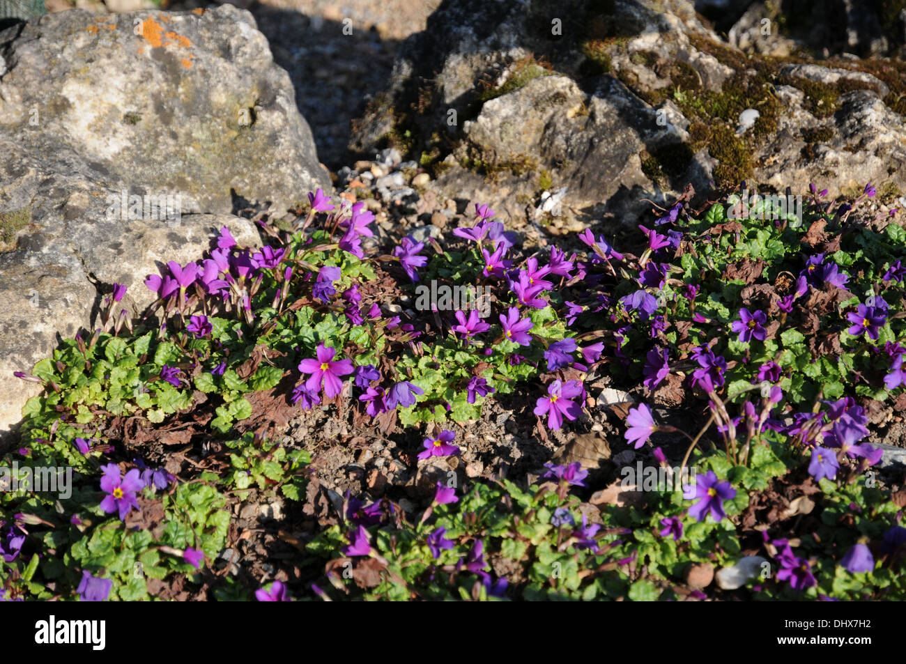 Juliana primrose hi-res stock photography and images - Alamy