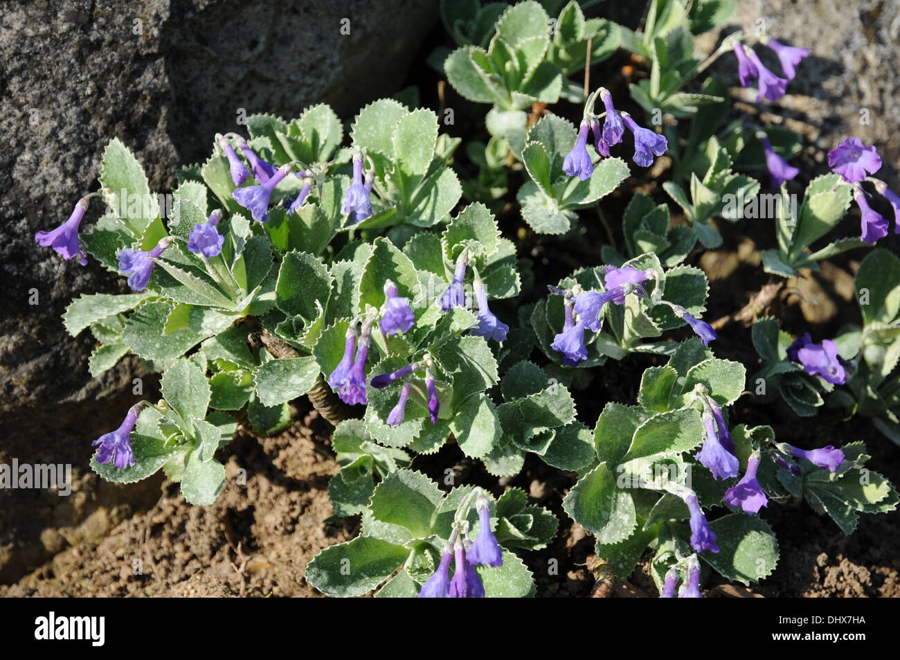 Marginate hi-res stock photography and images - Alamy