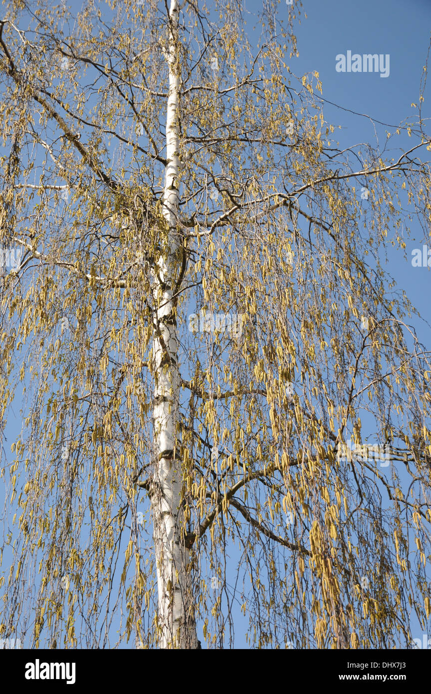 Sandbirke hi-res stock photography and images - Alamy