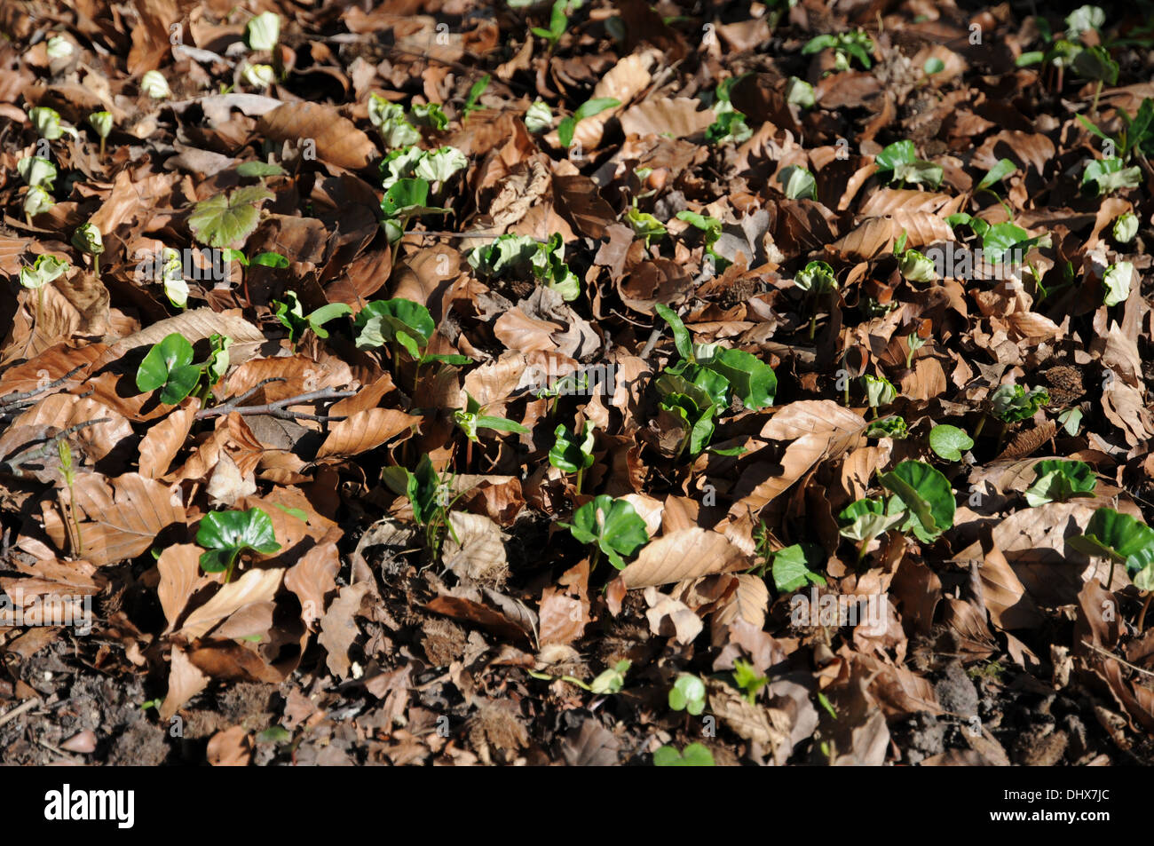 Beech Tree Seeds High Resolution Stock Photography and Images - Alamy