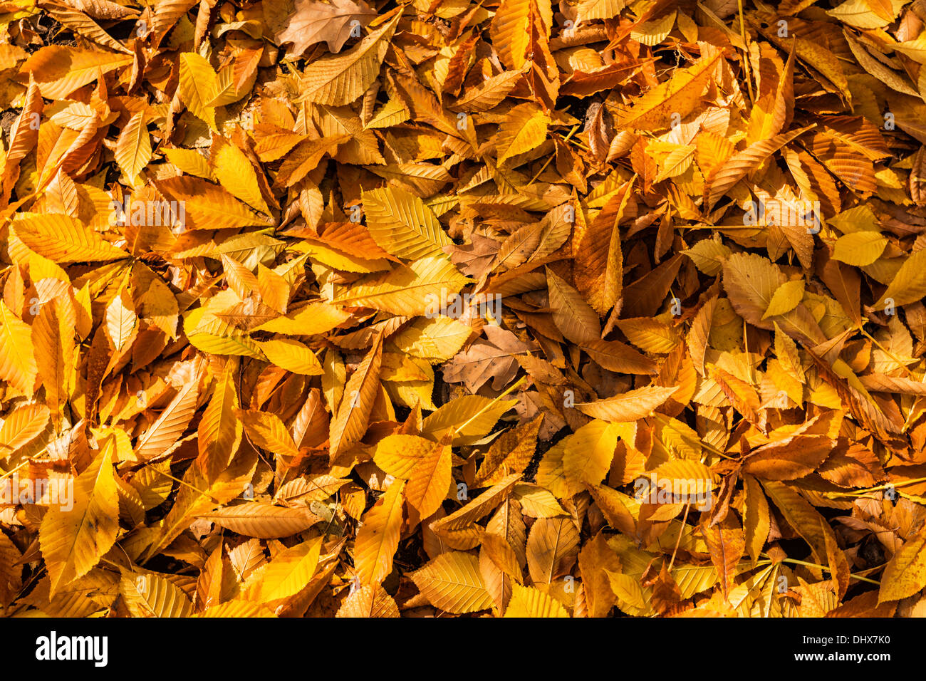 Foliag hi-res stock photography and images - Alamy