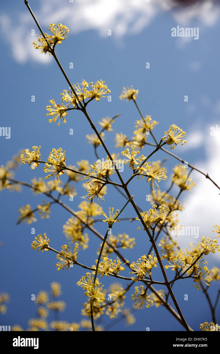 Kornelkirschen hi-res stock photography and images - Alamy