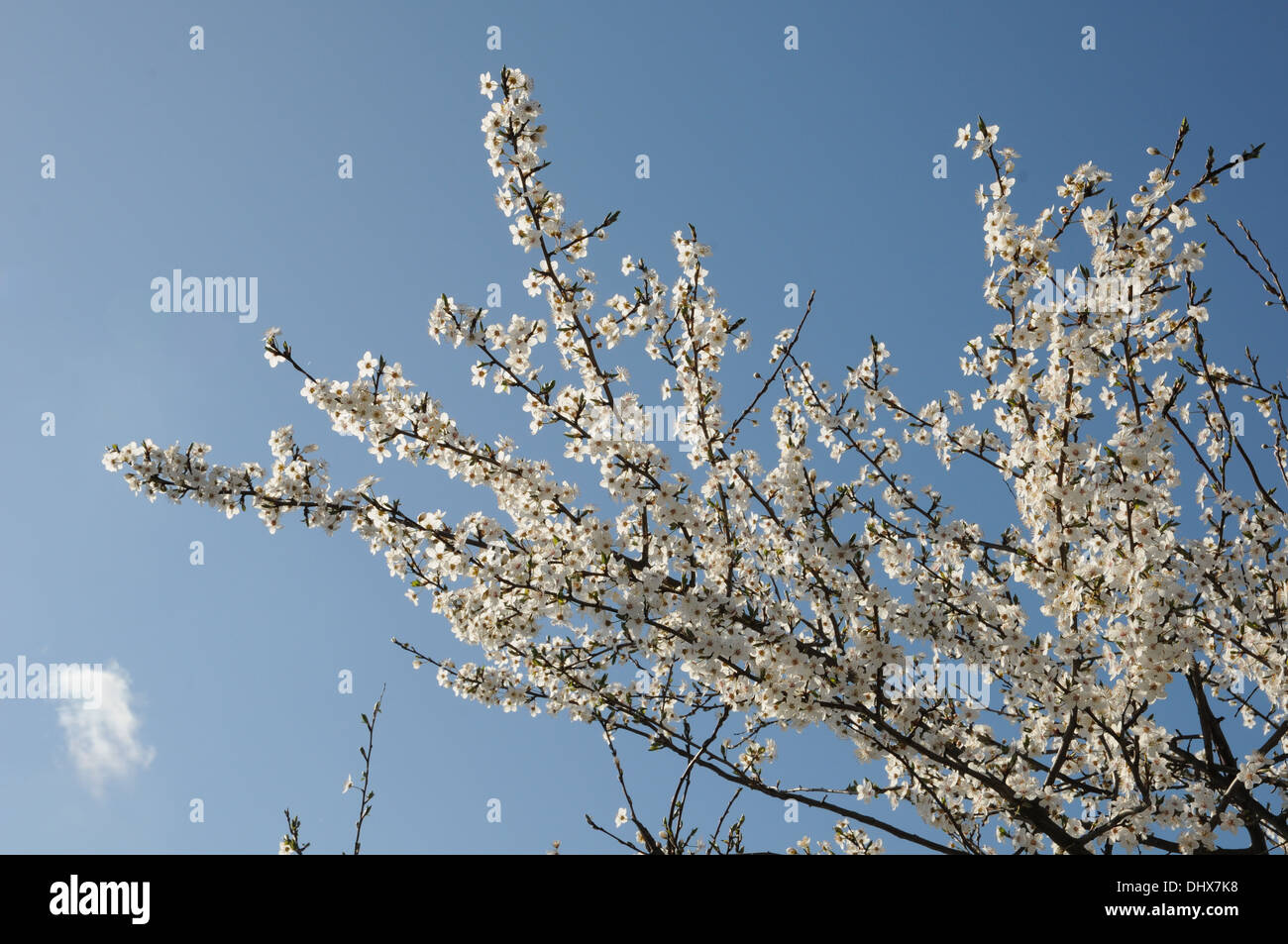 Kirschpflaume hi-res stock photography and images - Alamy