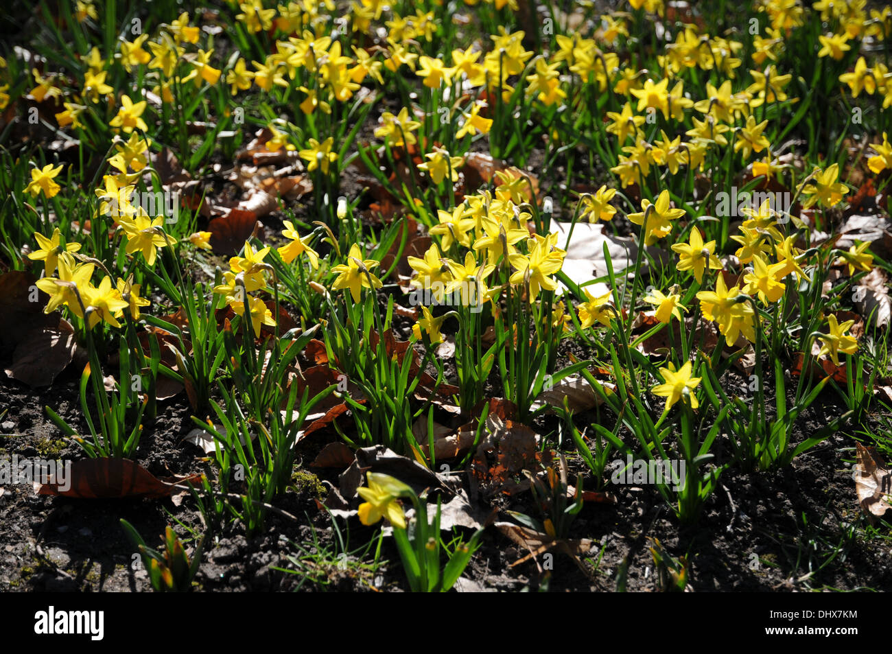 Dwarf Daffodils High Resolution Stock Photography and Images - Alamy