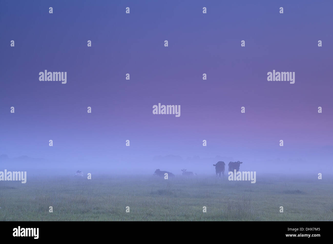 cows in dense fog on morning pasture during sunrise Stock Photo - Alamy