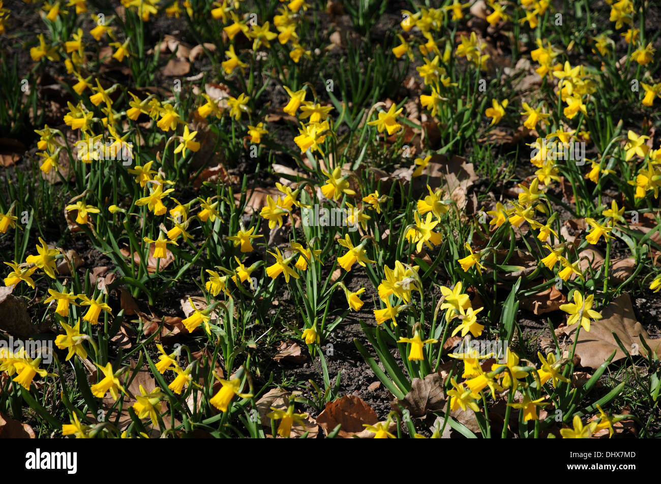 Dwarf Daffodils High Resolution Stock Photography and Images - Alamy