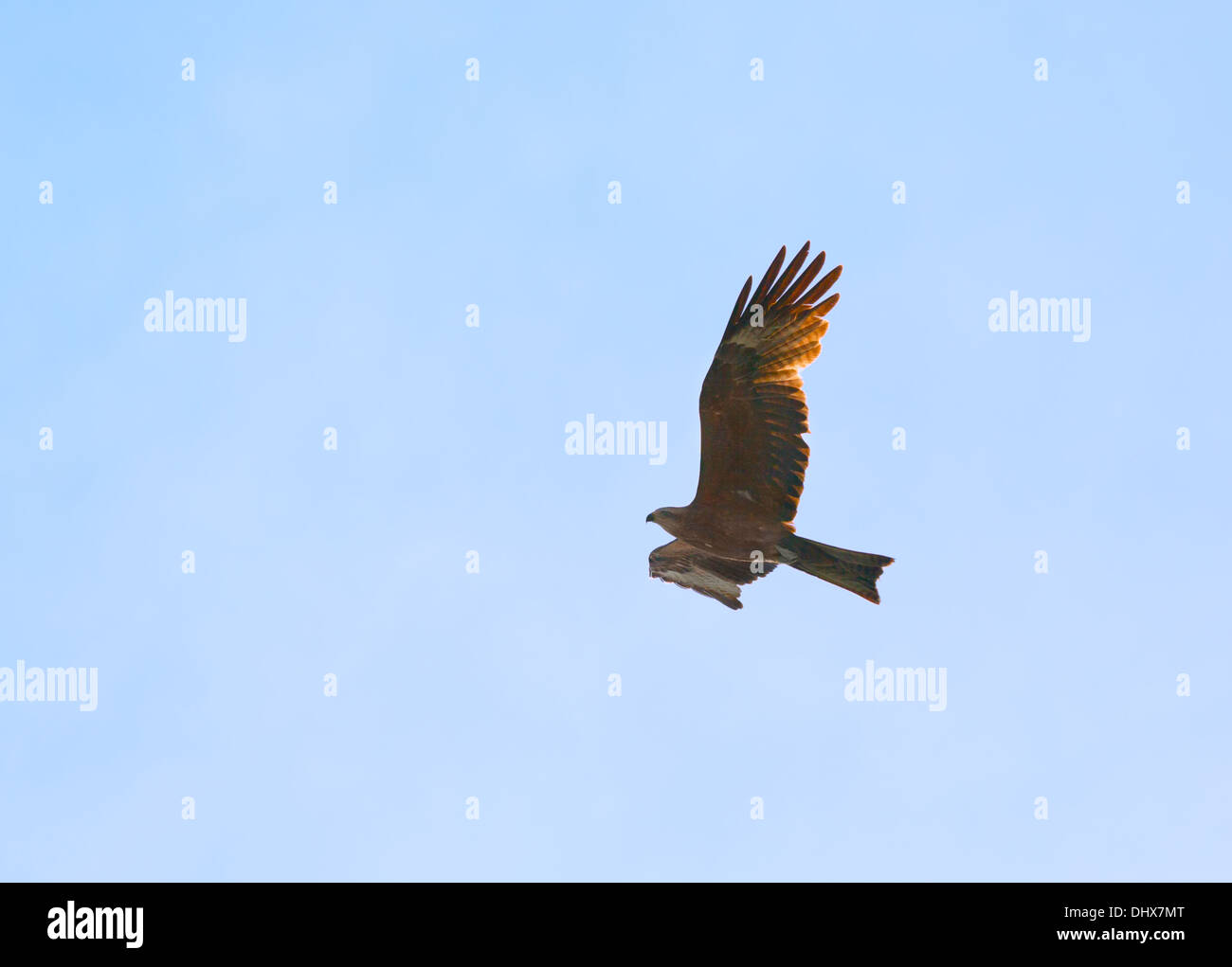 animals eagle flying Stock Photo - Alamy