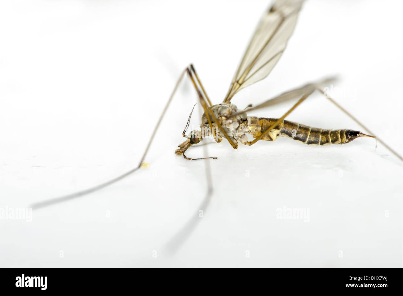 Gnat hi-res stock photography and images - Alamy