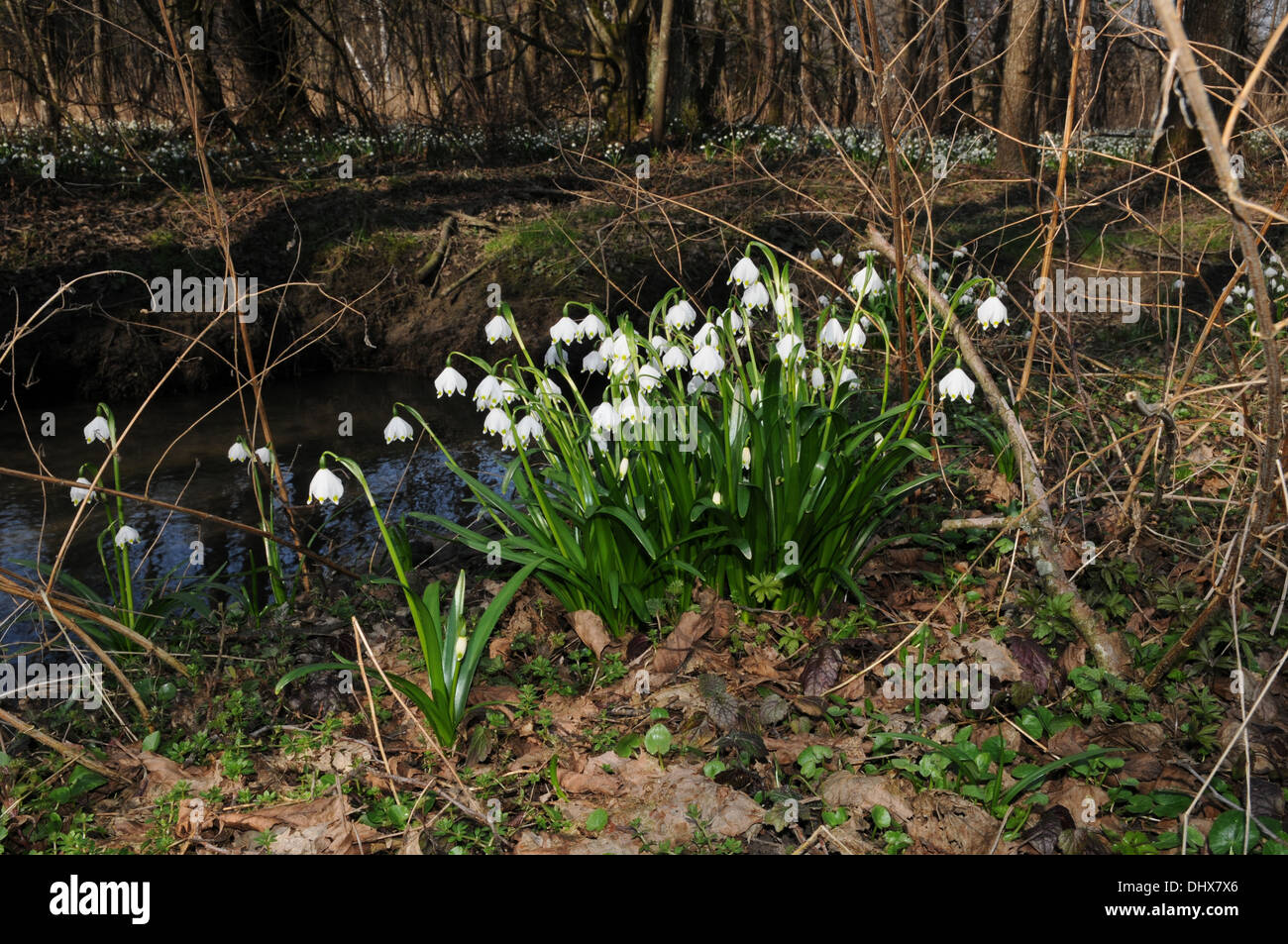 Flakes flowers hi-res stock photography and images - Alamy
