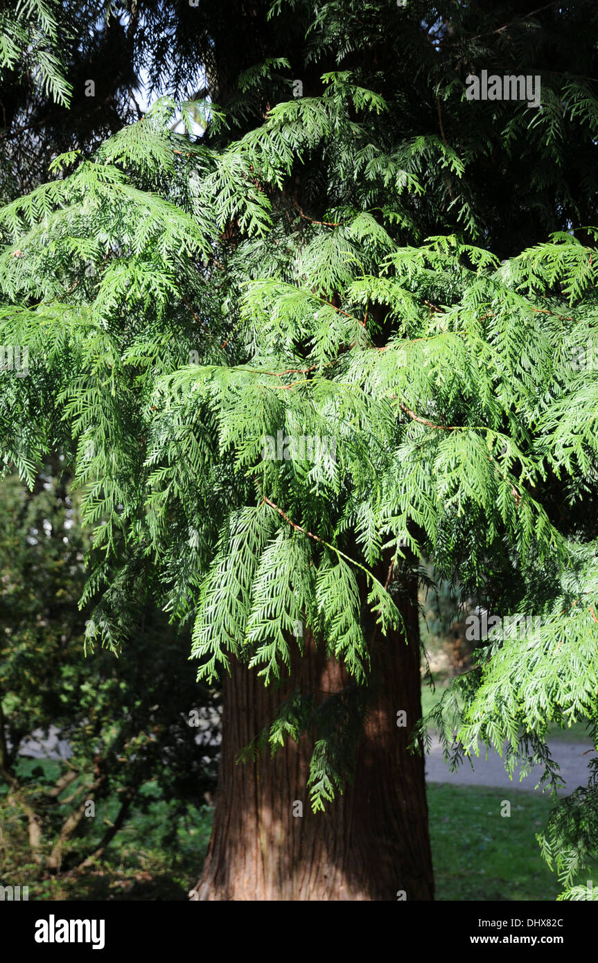 Western red cedar Stock Photo - Alamy