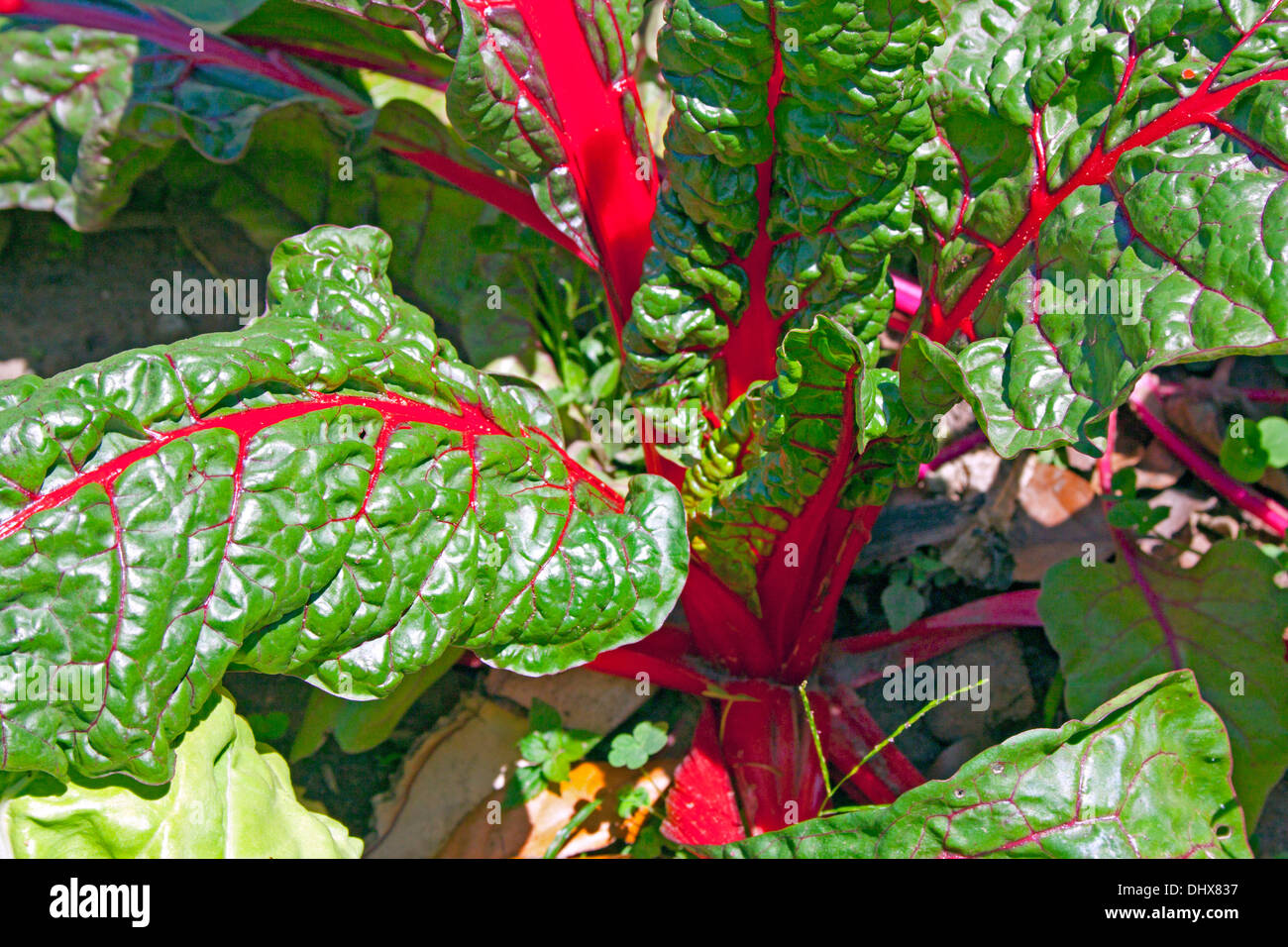 red swiss chard growing in home garden Stock Photo - Alamy