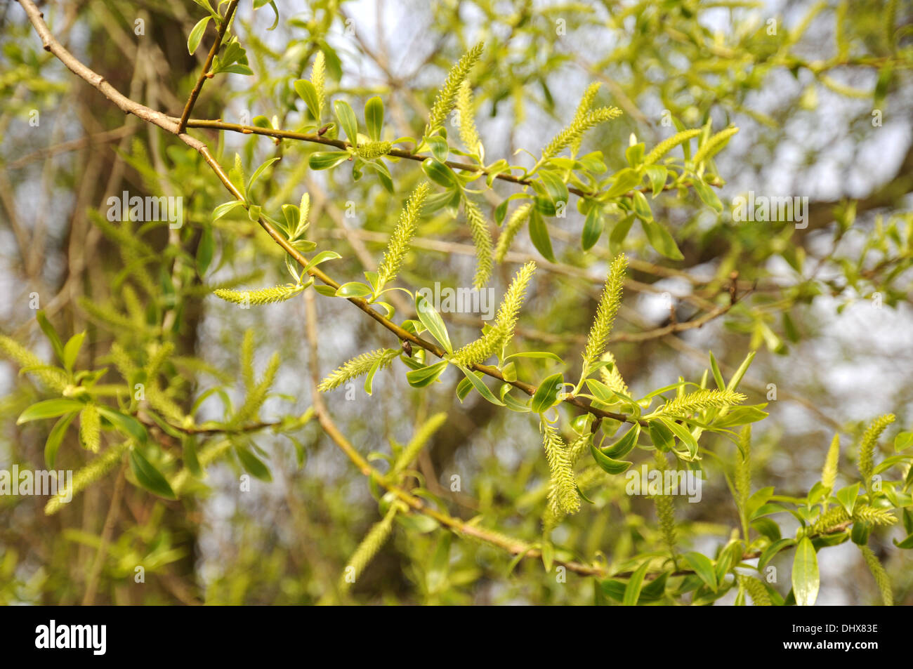Crack willows salix fragilis hi-res stock photography and images - Alamy