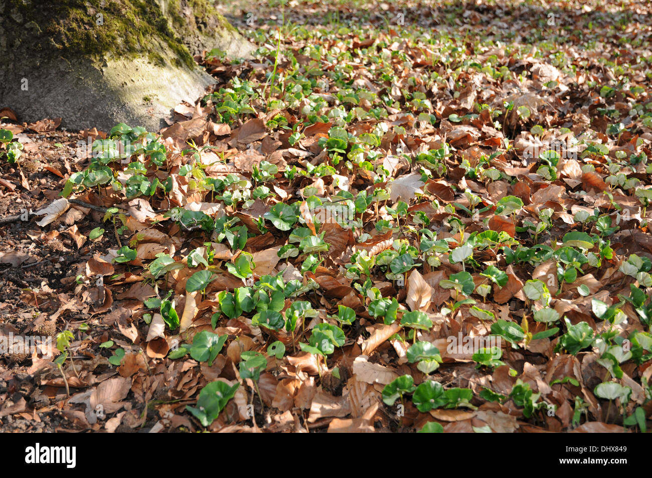 Beeches High Resolution Stock Photography and Images - Alamy