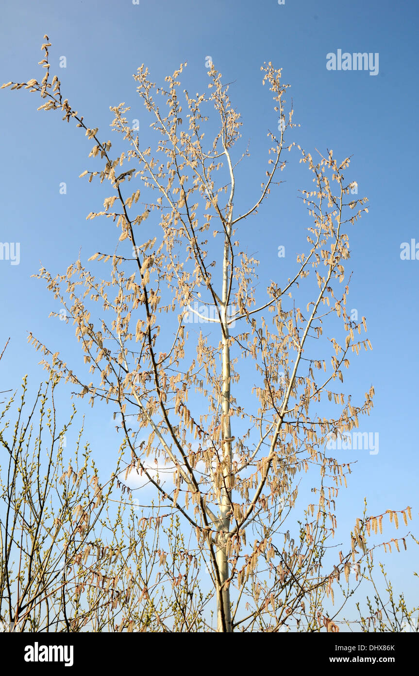 Aspen baum blatt hi-res stock photography and images - Alamy