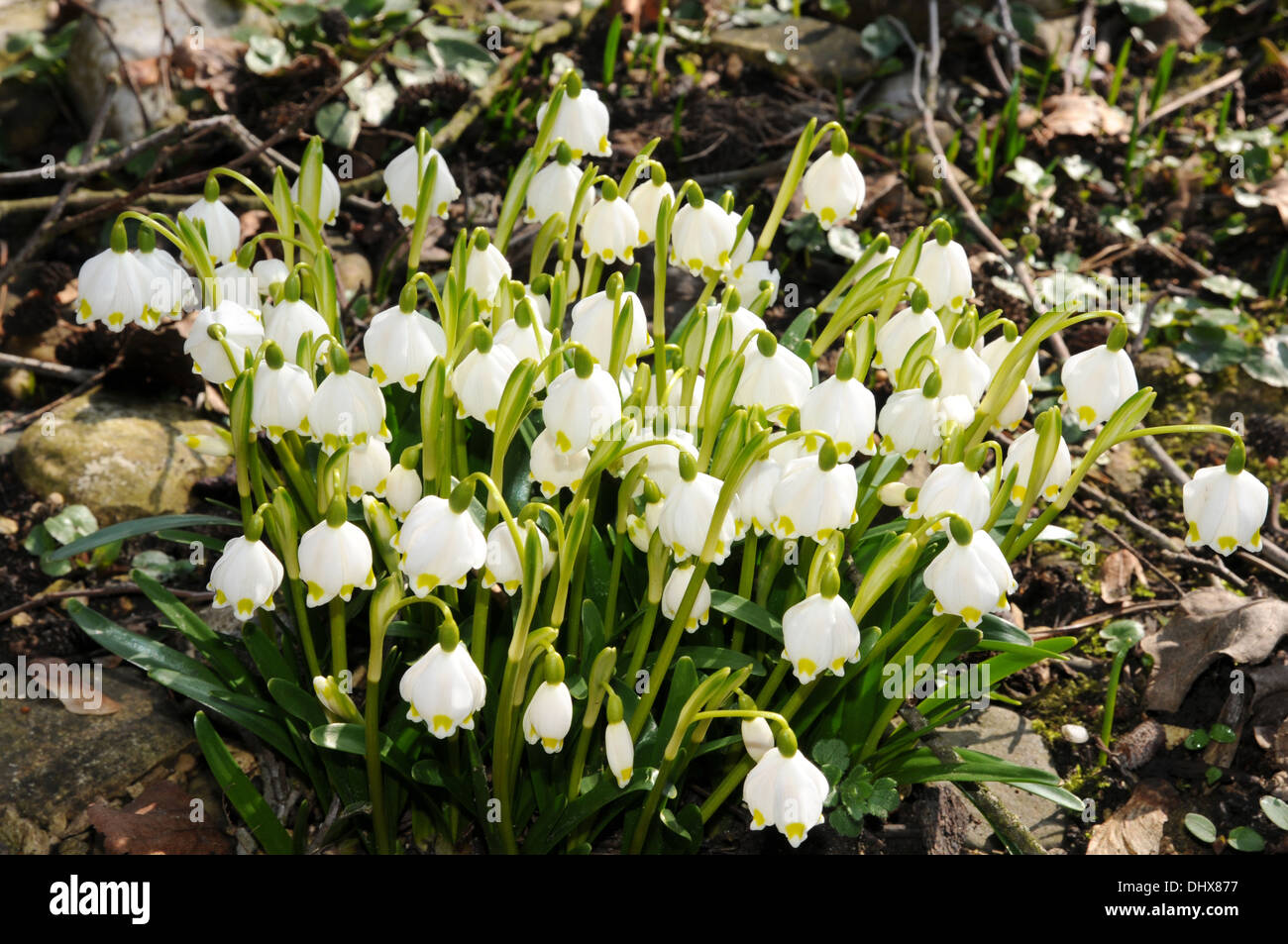 Flakes flowers hi-res stock photography and images - Alamy