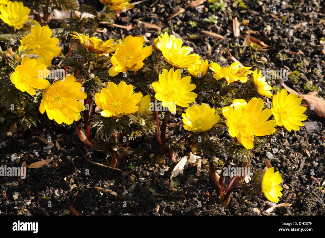 Russian Pheasant`s Eye Stock Photo - Alamy