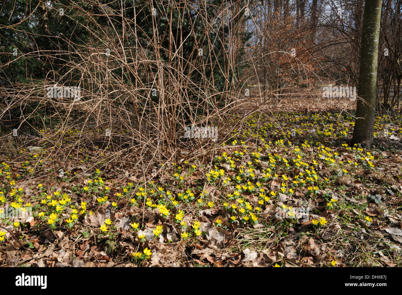 Winter aconites bulb hi-res stock photography and images - Alamy