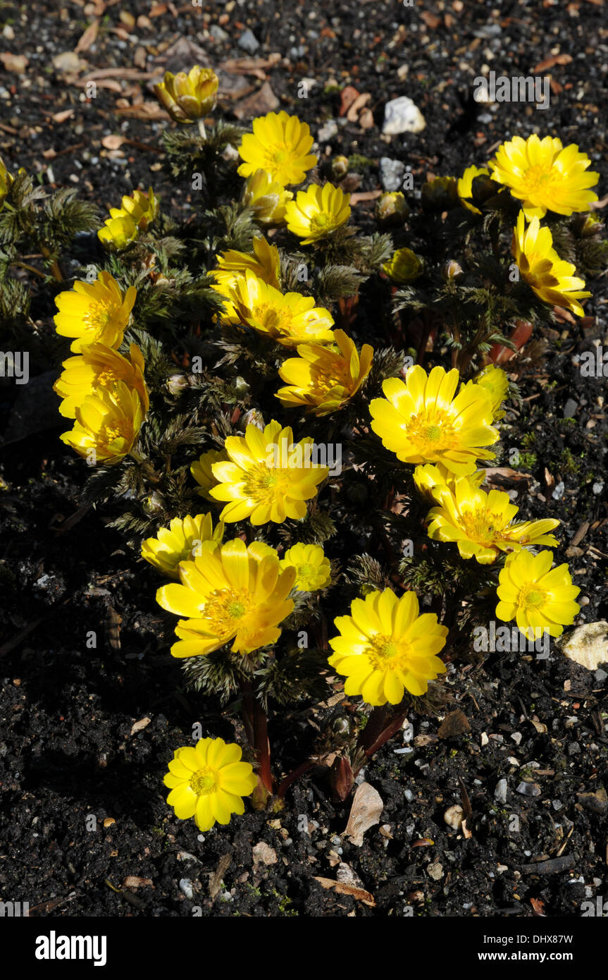 Russian Pheasant`s Eye Stock Photo - Alamy