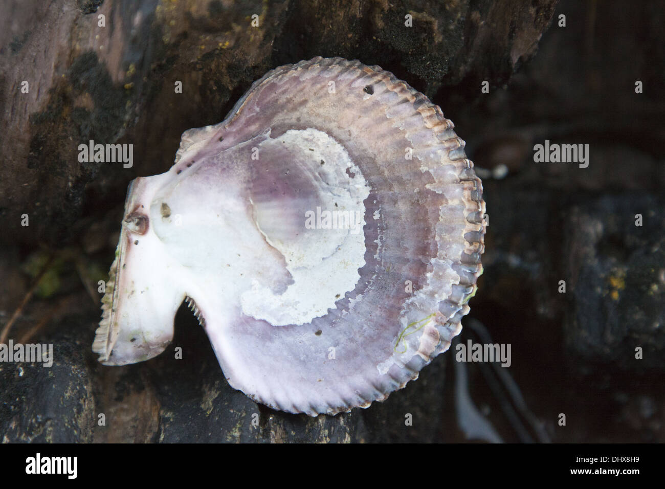 Shell on the rock Stock Photo - Alamy